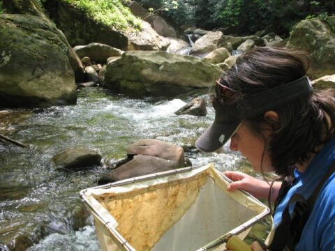 Benthic Macroinvertebrates - BioSurvey Group