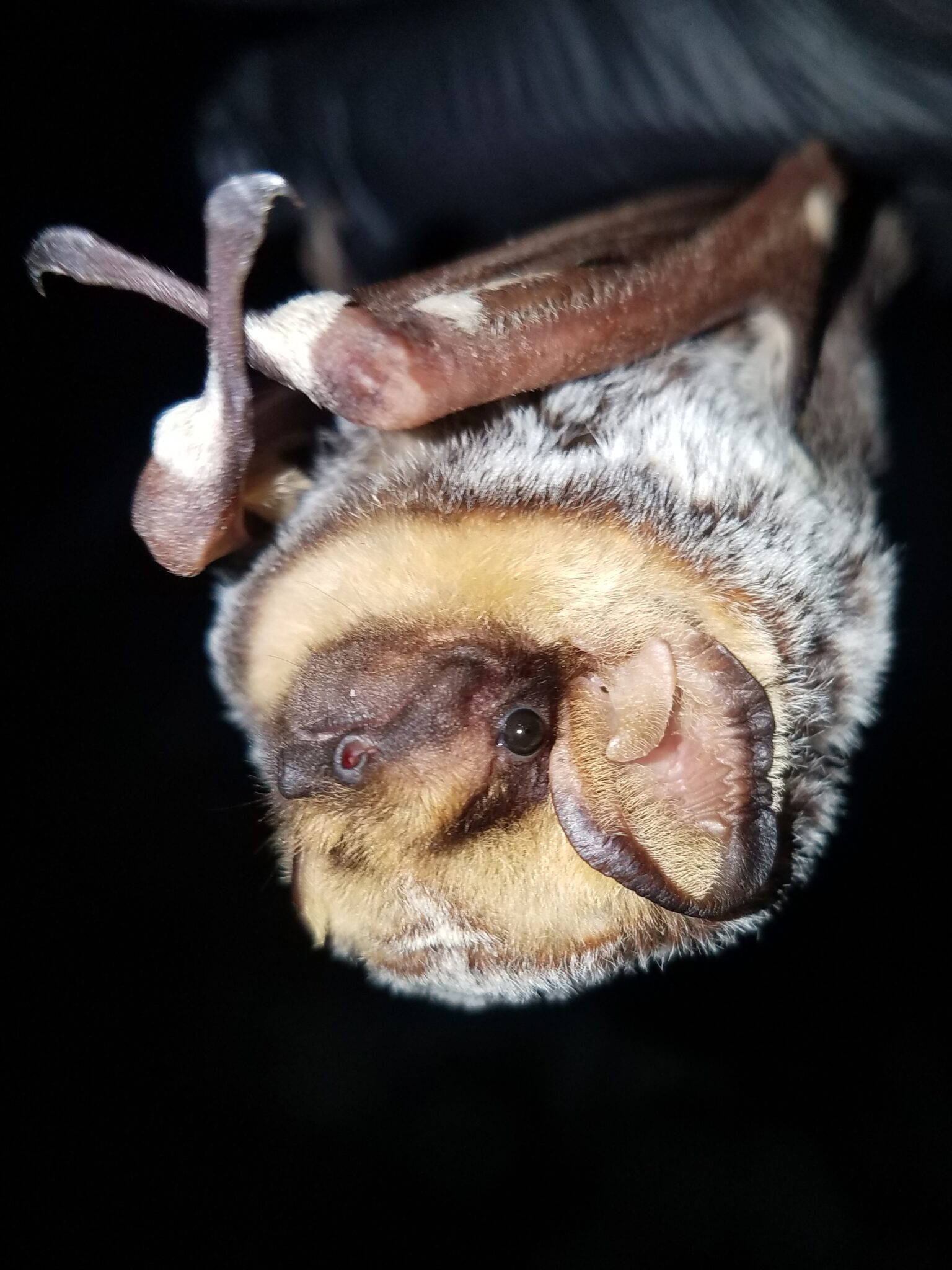 Bat Surveys - BioSurvey Group